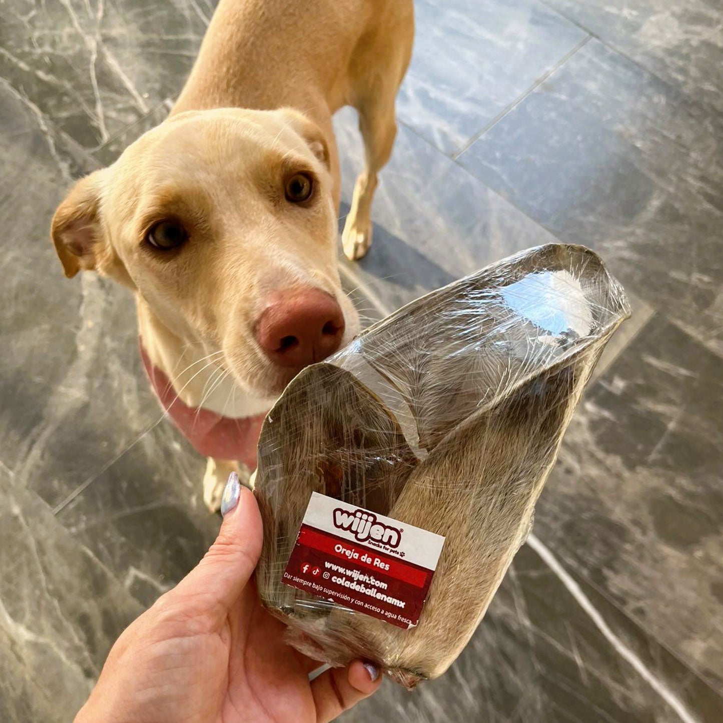 Orejas de Res Deshidratadas: Carnaza Saludable para Mascotas – Cola de ...